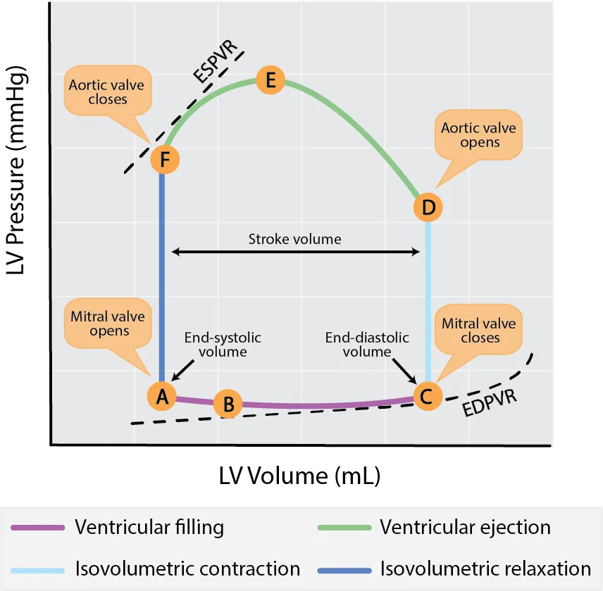 Pressure-Volume Loop Relationships | EDPVR and ESPVR | ADInstruments