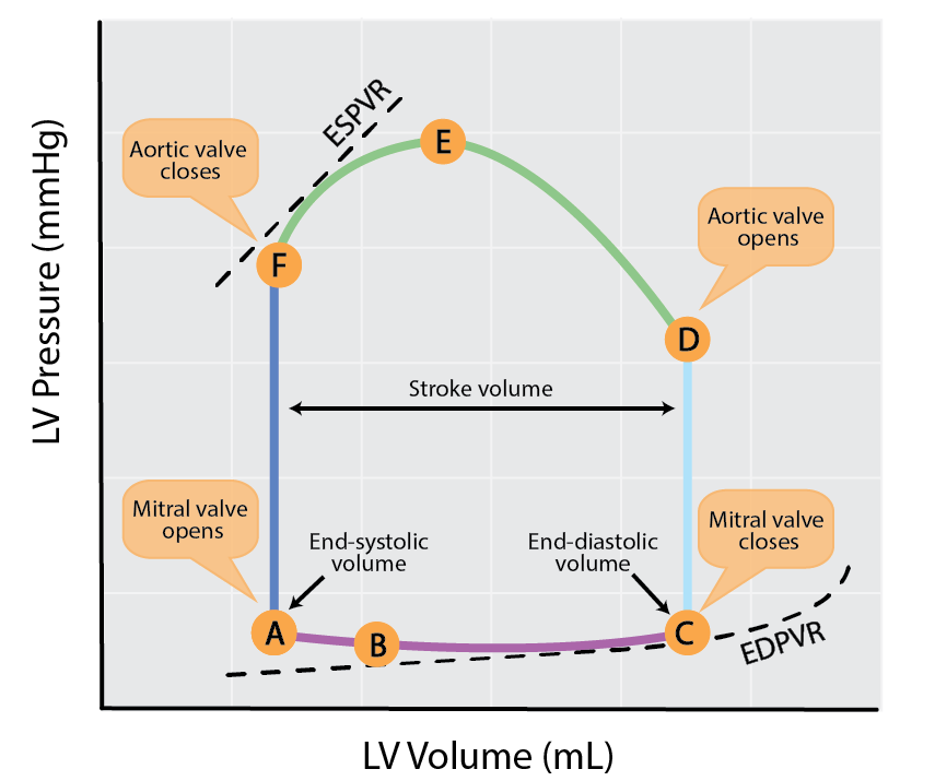Pressure-Volume Loop Relationships | EDPVR and ESPVR | ADInstruments
