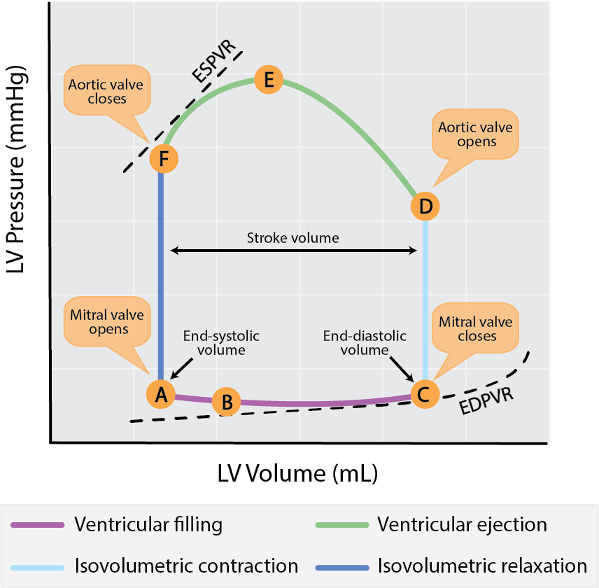 Pressure-Volume Loop Relationships | EDPVR and ESPVR | ADInstruments
